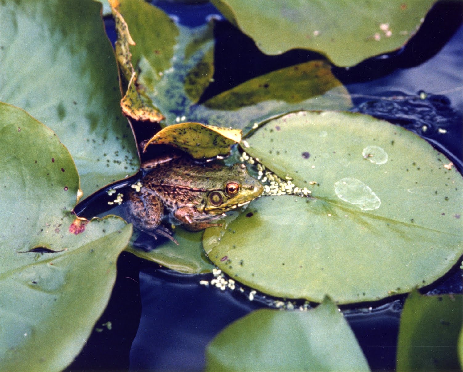 Mother of Israel's Eternal Images: Frog on Lily, View from a Balloon ...